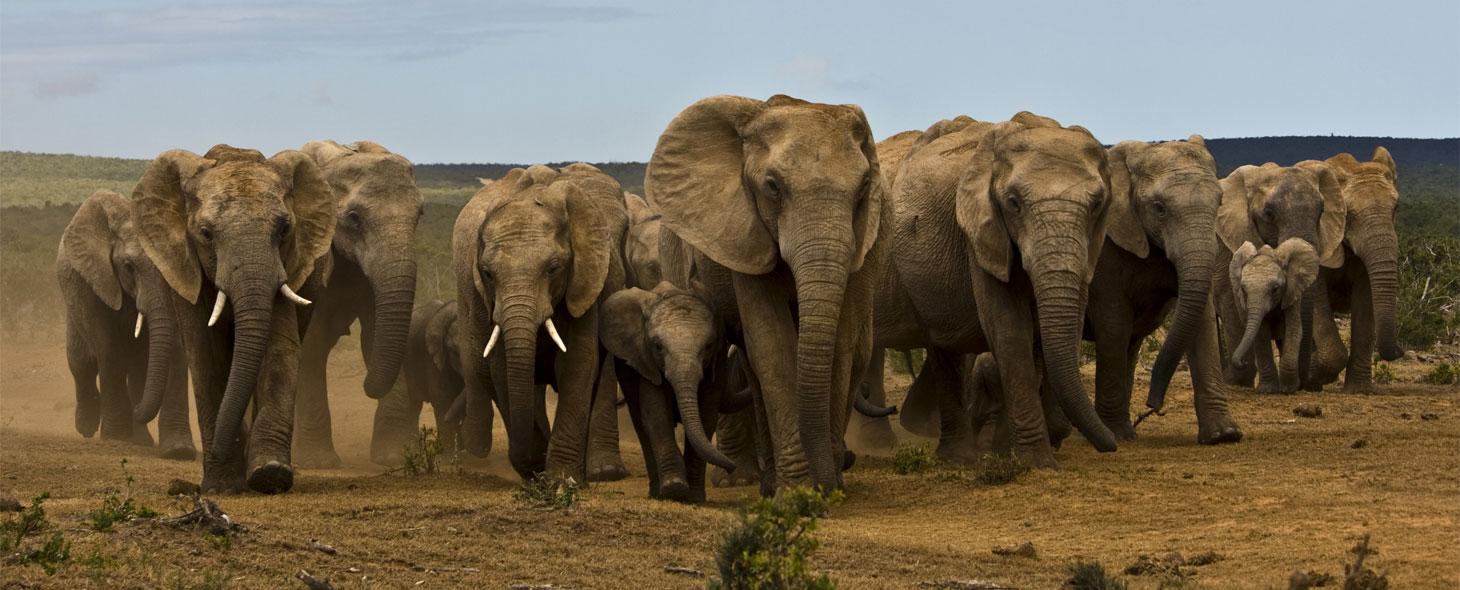 Addo Backpackers | Addo Backpackers | Addo Elephant Park Tours | South ...